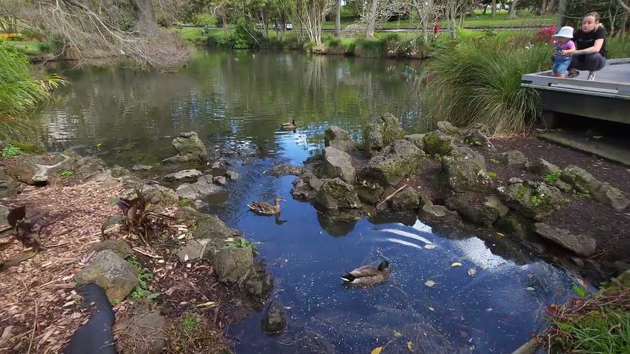 AJ Walks Auckland Domain Duck Pond 4K handheld recording test - YouTube