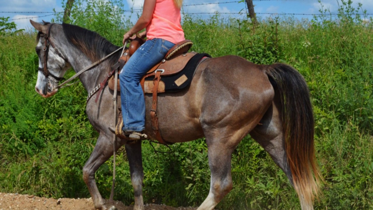 Big Grey Roan TWH Gelding For Sale - Dusty Dollar SOLD - YouTube