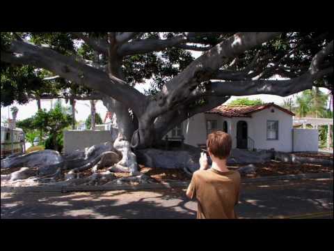 Huge Moreton Bay Fig Tree in Oceanside, California - YouTube