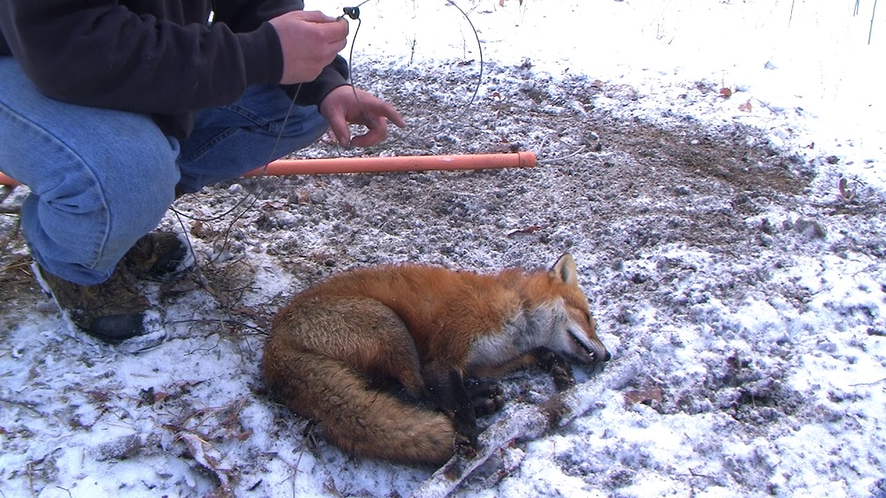 Mcl Property Cable restraint red fox catch after dispatch - YouTube