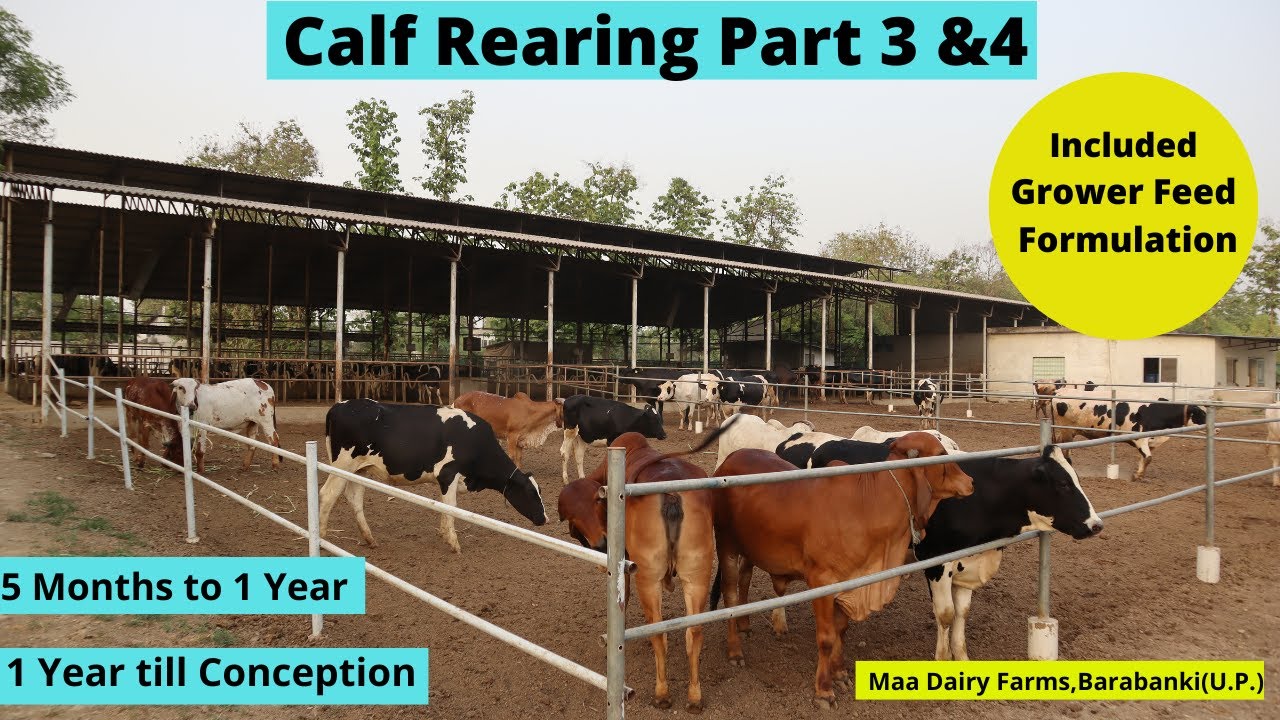 Calf Rearing Part-3 & 4 (5 Months to 1 Year)(1 Year till Conception ...