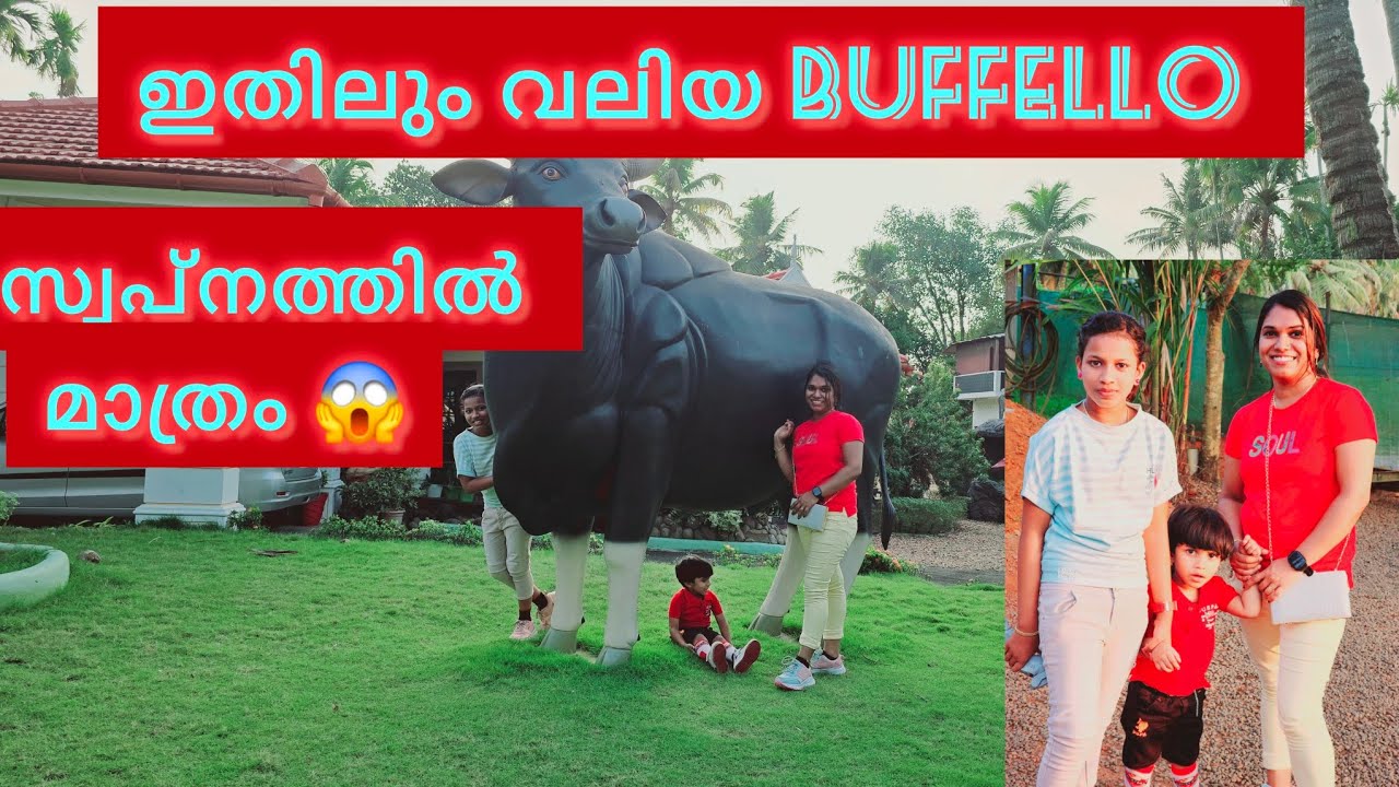 ഇതിലും വലിയ buffello സ്വപ്നത്തിൽ mathram🤷‍♀️#travelphotography# ...