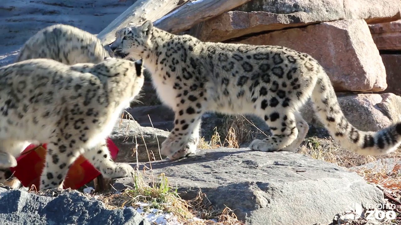 Toronto Zoo Snow Leopards- Christmas Gifts - YouTube