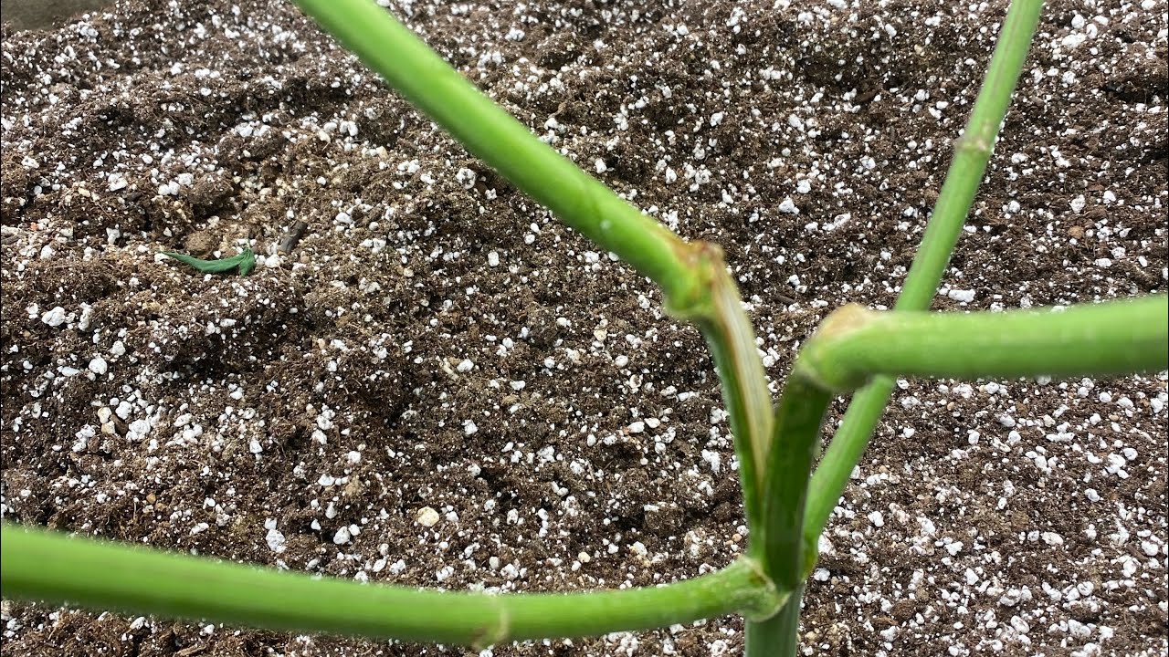 How to mend a split plant. - YouTube