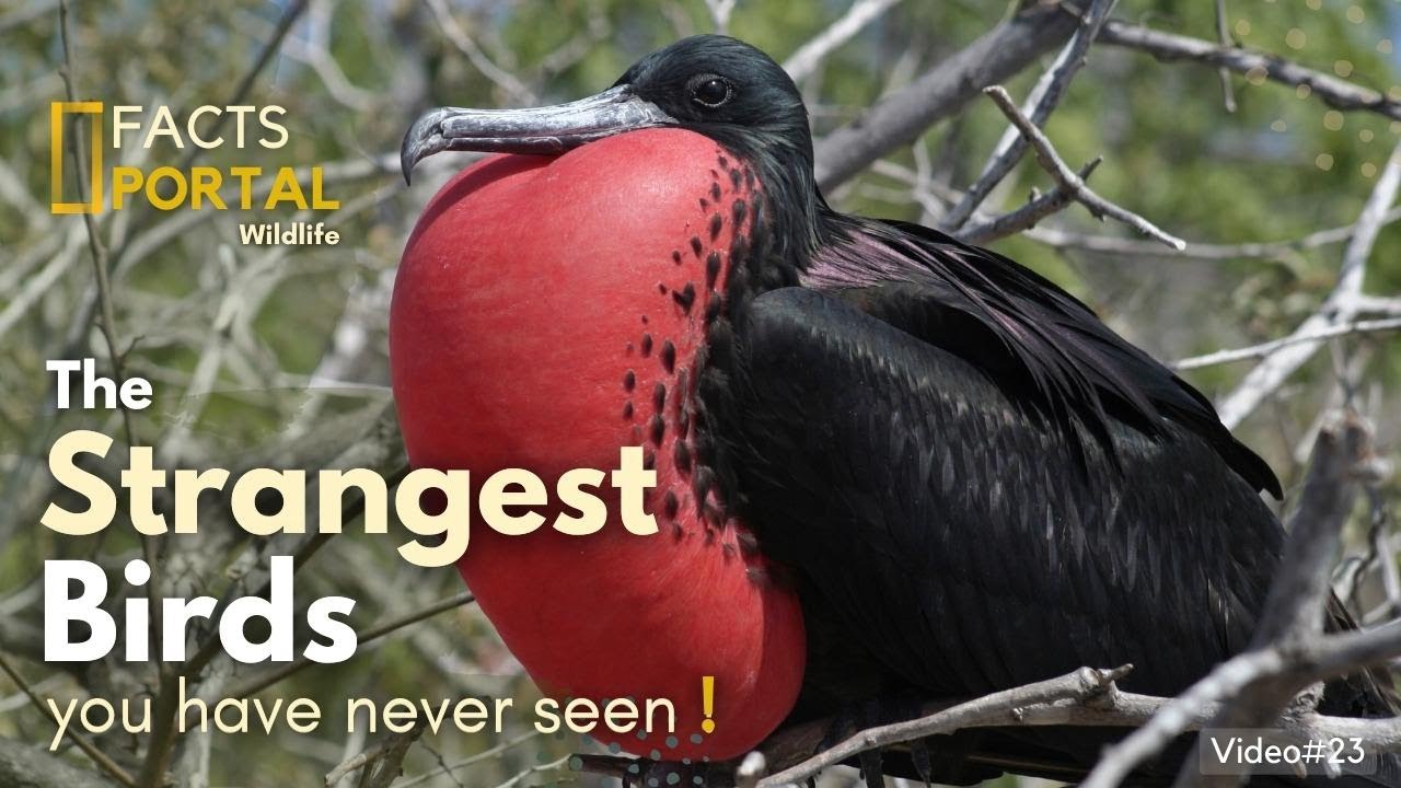 Unique & Wonderful BIRDS in the world 😮You may never seen | Animals ...