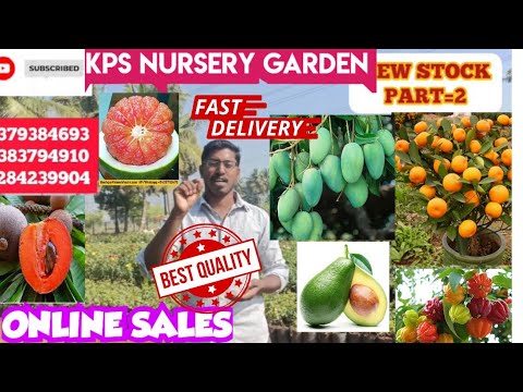 NEW ARRIVAL FRUIT PLANT=2 | BUSH ORANGE | RED SAPOTA | RARE FRUITS # ...