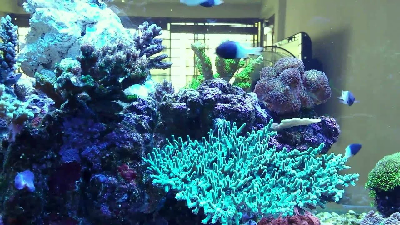 4ft Reef Tank 5 months old - YouTube