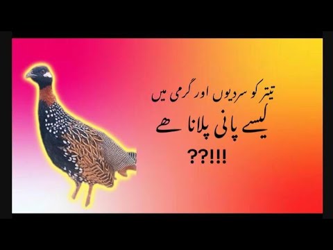 سردی ہو یا گرمی! تیتر کو کیسے پلائیں پانی؟ جانیے Islamabad 4881 پر*_