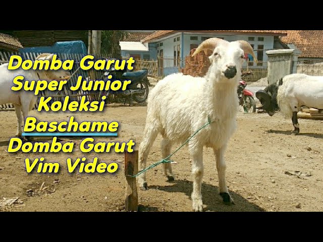 Domba Garut Super