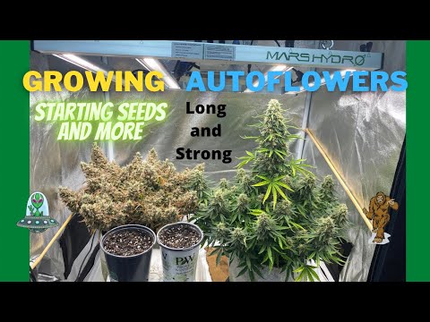 Growing Big Autoflowers - Germinating Seeds and More, Long and Strong Under the Mars Hydro FC-E3000