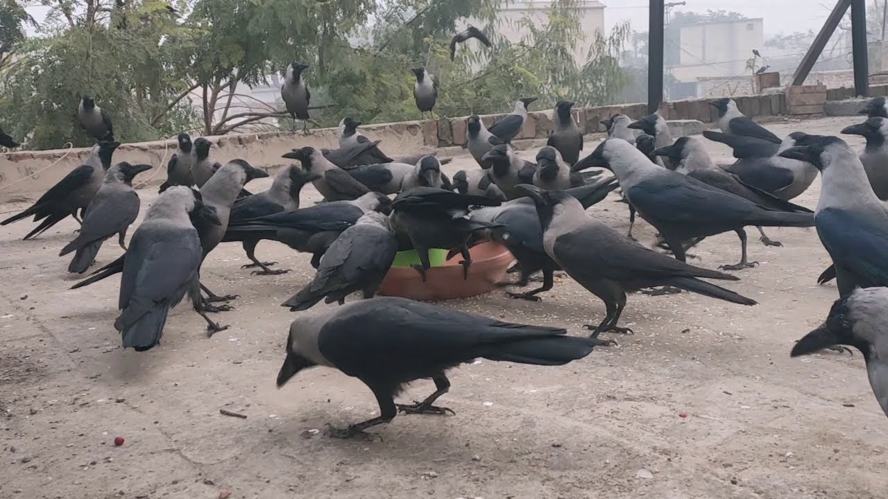 Heavy Rushed Of Crows - Crows Sounds Birds Sounds & Animals Sounds ...