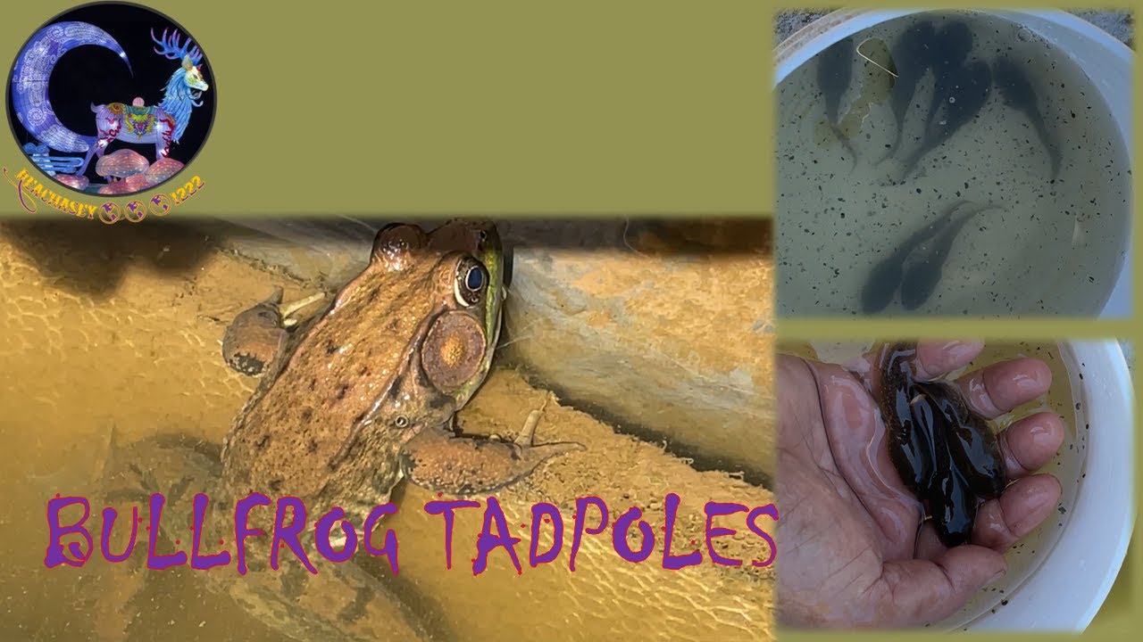 I Bought Tadpoles - YouTube