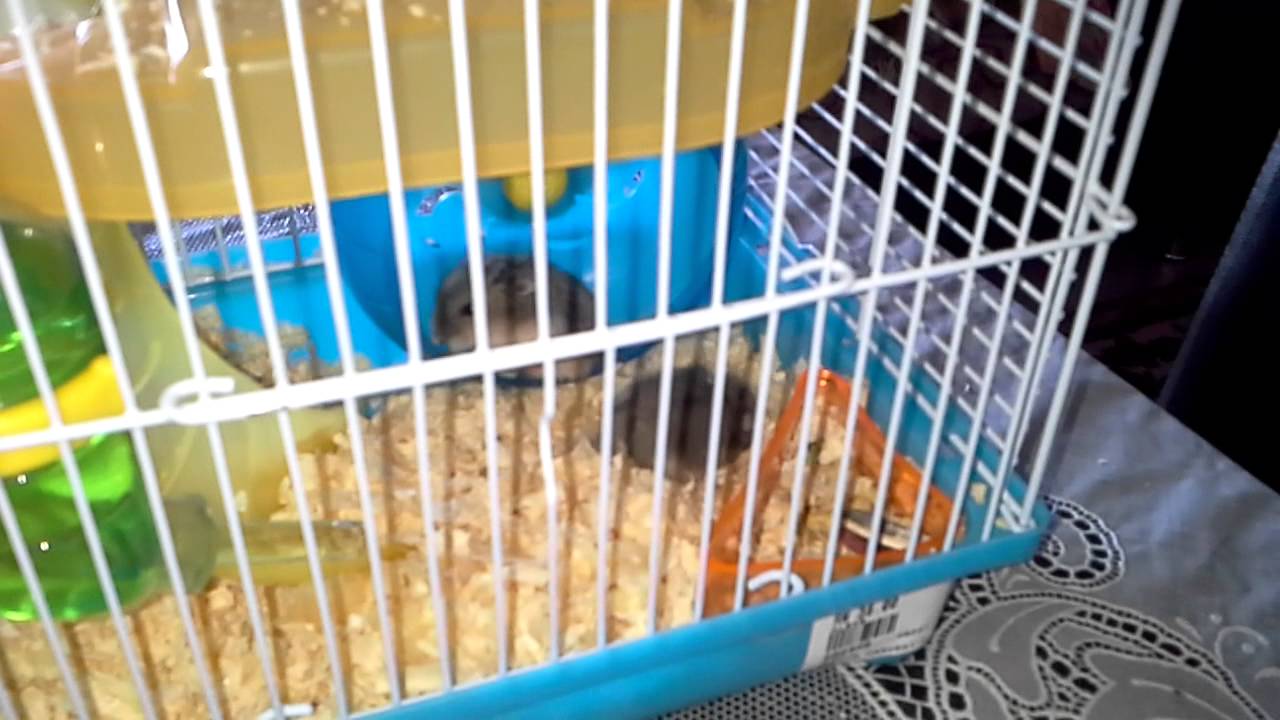 Di tangkap ketika asyik beromen - YouTube