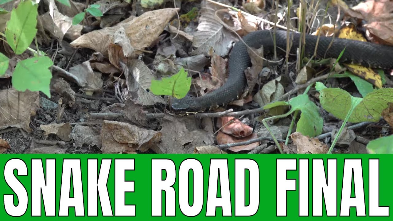 LaRue Pine Hills Snake Road Fall 2020 - Episode 8 - YouTube