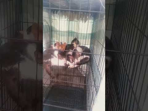 kahit mainit tabi tabi parin mga tamemes ko po. - YouTube