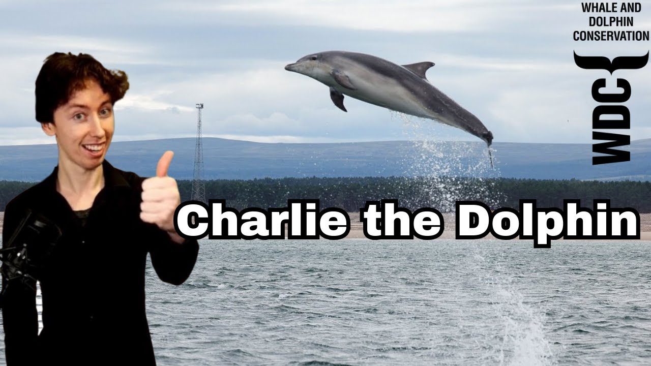 RTGame Adopts Charlie the Dolphin - YouTube