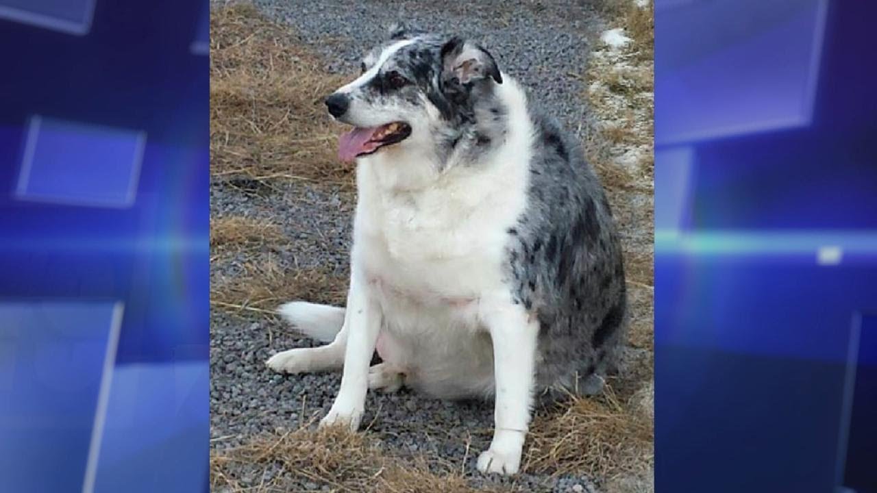 Dog’s Incredible Weight Loss Transformation - YouTube
