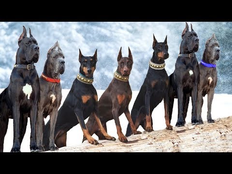The Ten Most Elegant Dog Breeds [+video]