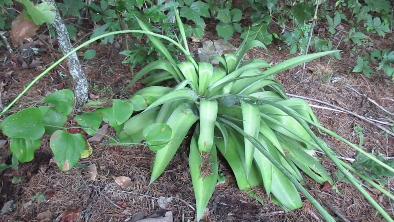 Virginia Agave / False Aloe (Manfreda Virginica) - YouTube
