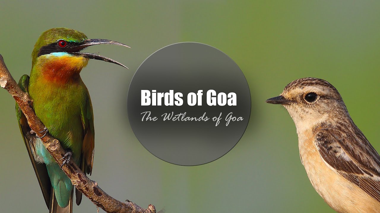 Birds of Goa | Wetlands of Goa | Birding Video | Birding in Goa Series ...