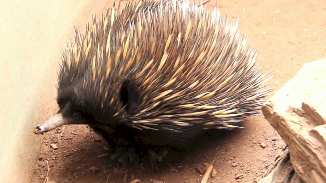 Short-Beaked Echidna (Spiny Ant-Eater) - YouTube