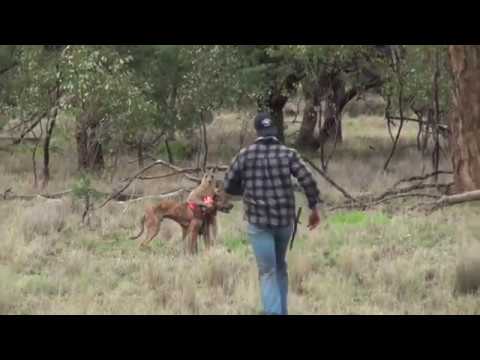 Känguru kriegt auf die Fresse - Gothic Soundfiles