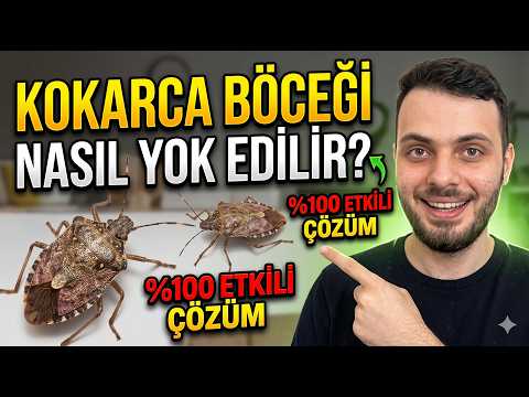 Kokarca Böceği Nasıl Yok Edilir? Ev ve Bahçeden Kokarcaları Uzaklaştırmanın Etkili Çözümleri
