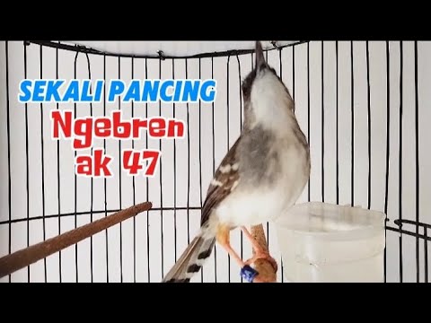 ciblek kristal gacor ngebren ak 47 variasi sekali pancing ciblekmu nyaut