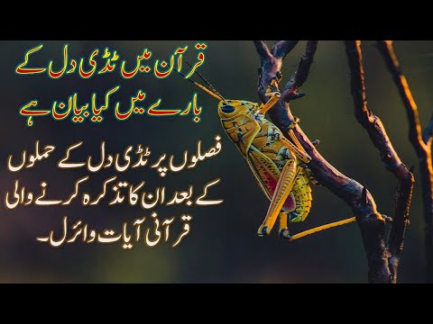 tadidal aur qurani ayat | What does the Quran say about locusts