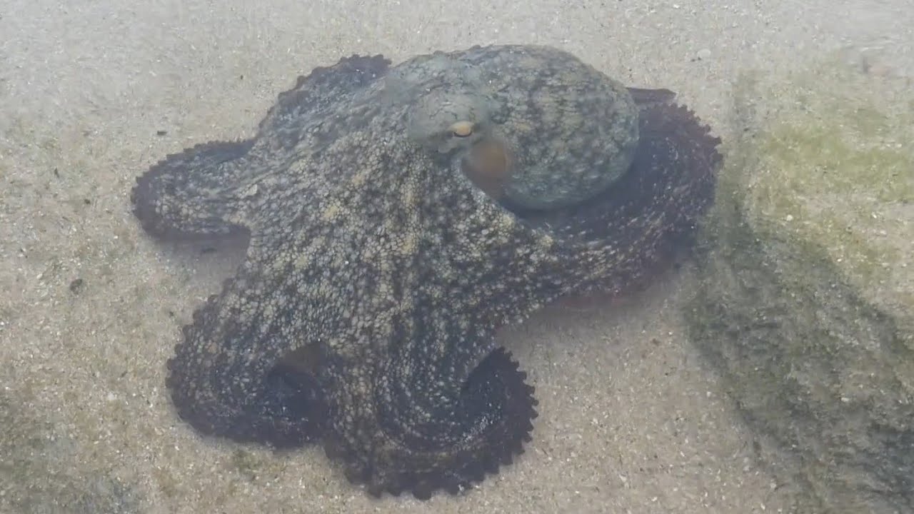 AwA Large Octopus at the beach (Octopus pallidus) - YouTube