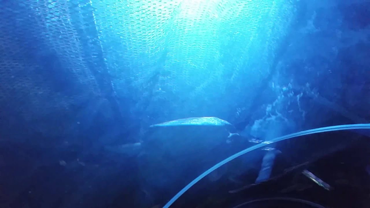 SEA LIFE scheveningen 2015 - YouTube
