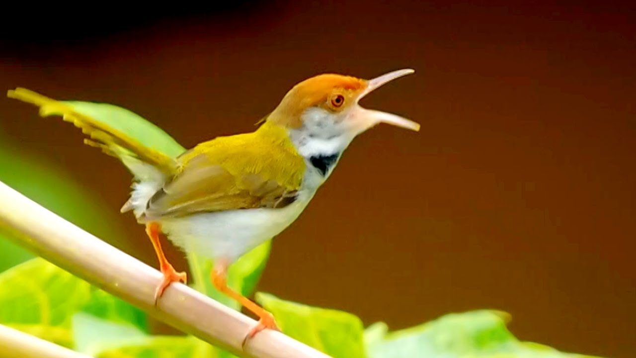 Why Is This Bird in Panic Mode? - YouTube