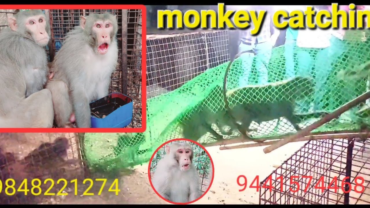 monkey catching 9441574468🐒9848221274 - YouTube
