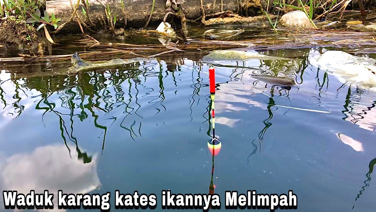 BERUNTUN NEMU SARANG IKAN LOHAN BABON DEKAT BAMBU || mancing ikan red ...