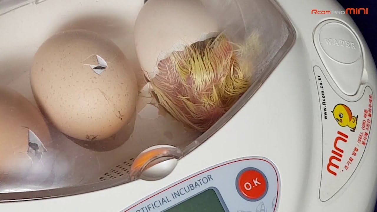 Rcom MINI Incubator egg hatching (알콤 부화기 미니 부화동영상) - YouTube