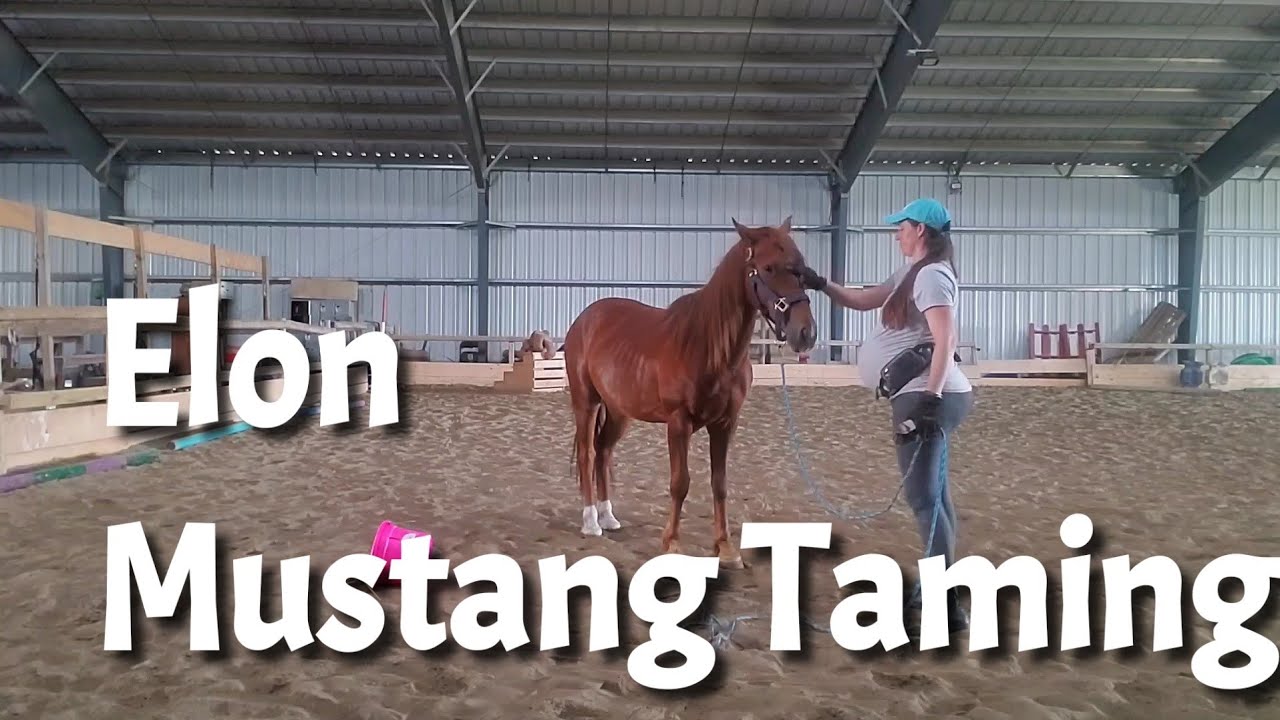 Mustang Training: Taming, Gentling and Handling with Elon - YouTube