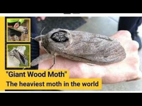 "Giant Wood Moth"the heaviest moth in the world || napadpad sa bahay ...