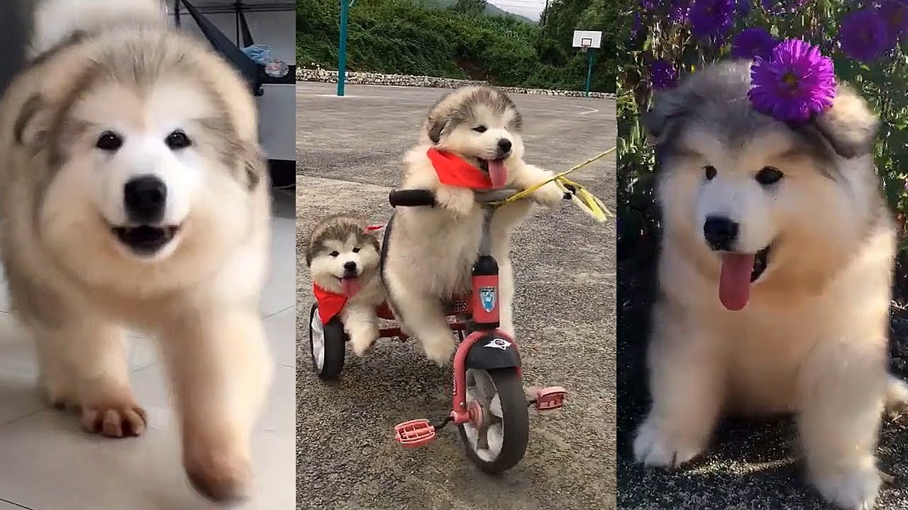 Very Very Very Cute Alaskan Malamute puppies [CUTE & FUNNY] #10 - YouTube