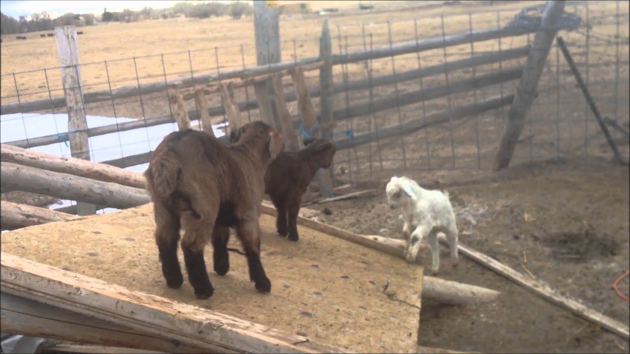 baby goats playing - YouTube