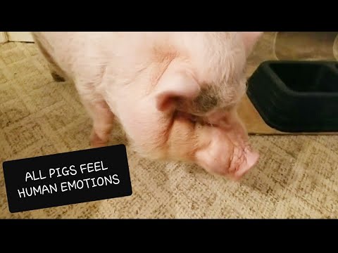 All PIGS FEEL HUMAN EMOTIONS 😢 DON'T MISS THIS VIDEO OF PROOF 💔 - YouTube