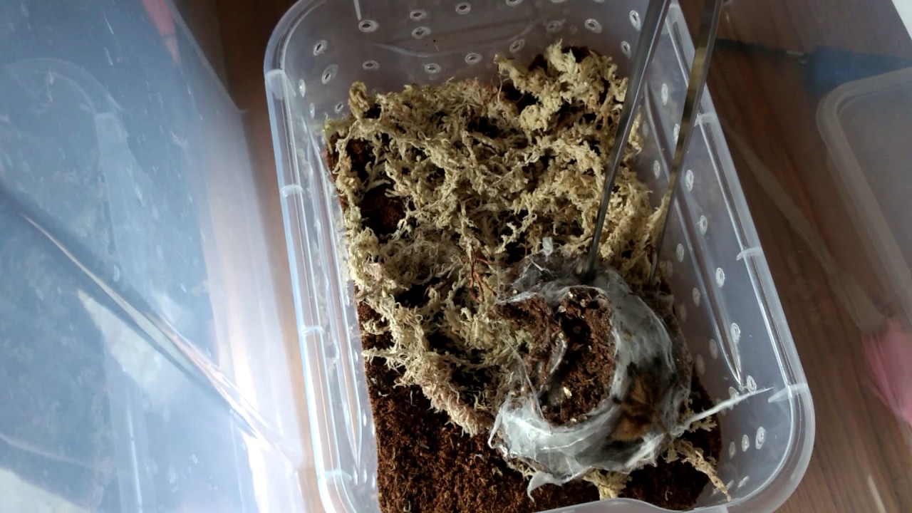 Tete (OBT BCF) re-house. - YouTube