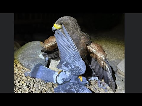 Catching Pigeons With Hawks in the dark - YouTube