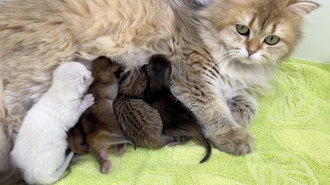 Cat Zlata: preparation for labor and the first days of life of 5 sweet ...