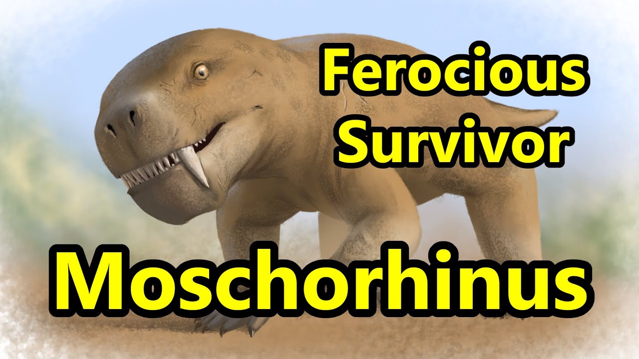 Moschorhinus: The Ferocious Permian Survivor - YouTube