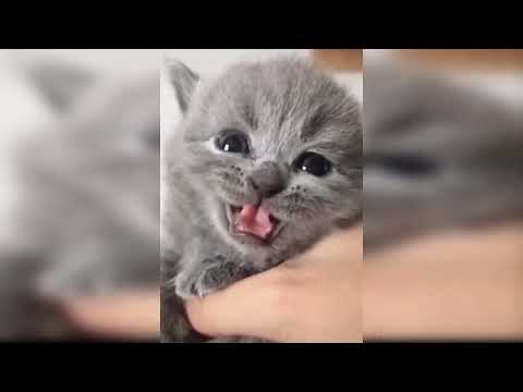 Cute cate | Baby cute | mm animal,baby cute cats,Funny video,