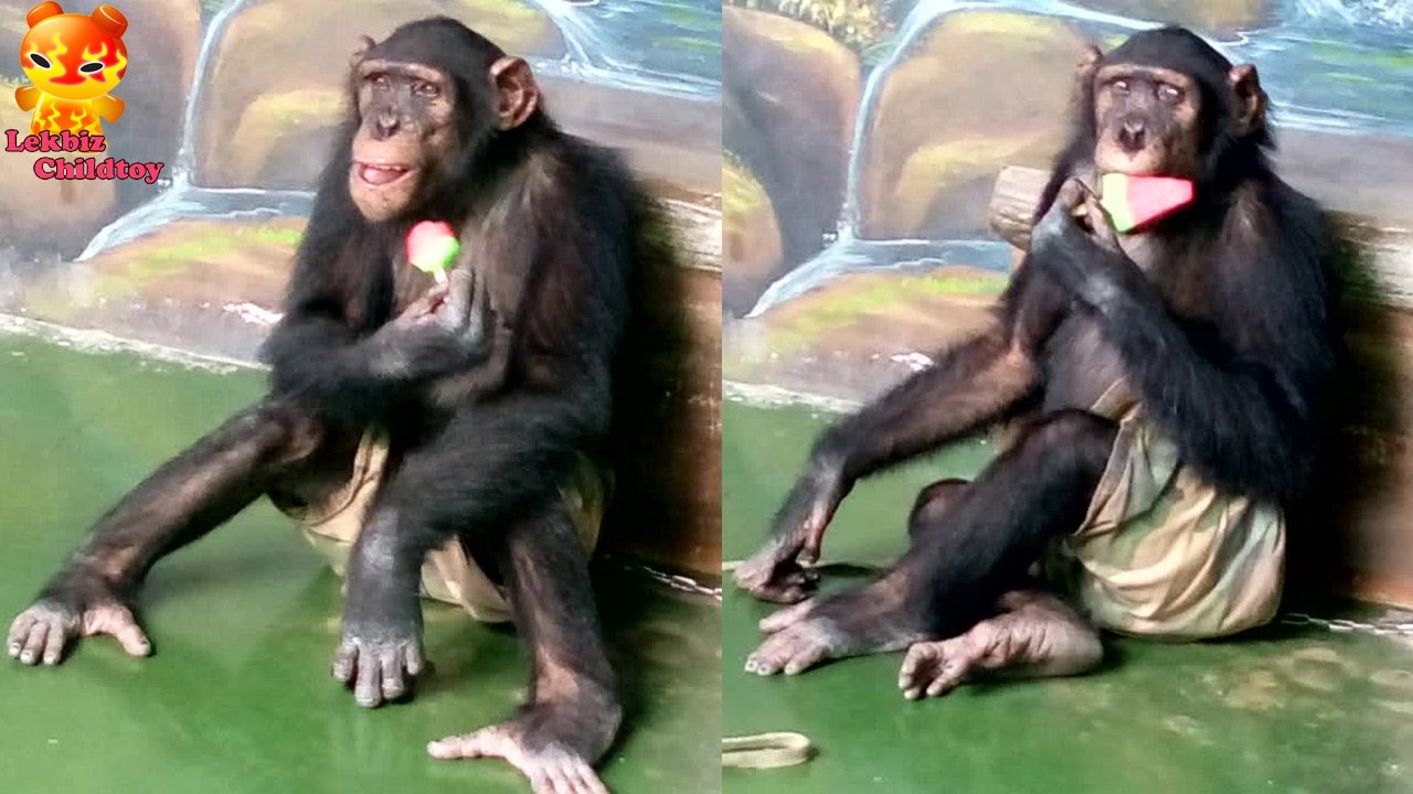 Chimpanzee's Gestures eating ice cream - YouTube