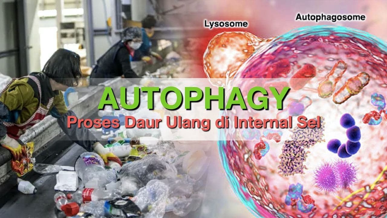 Autophagy - Proses Daur Ulang di Internal Sel - YouTube