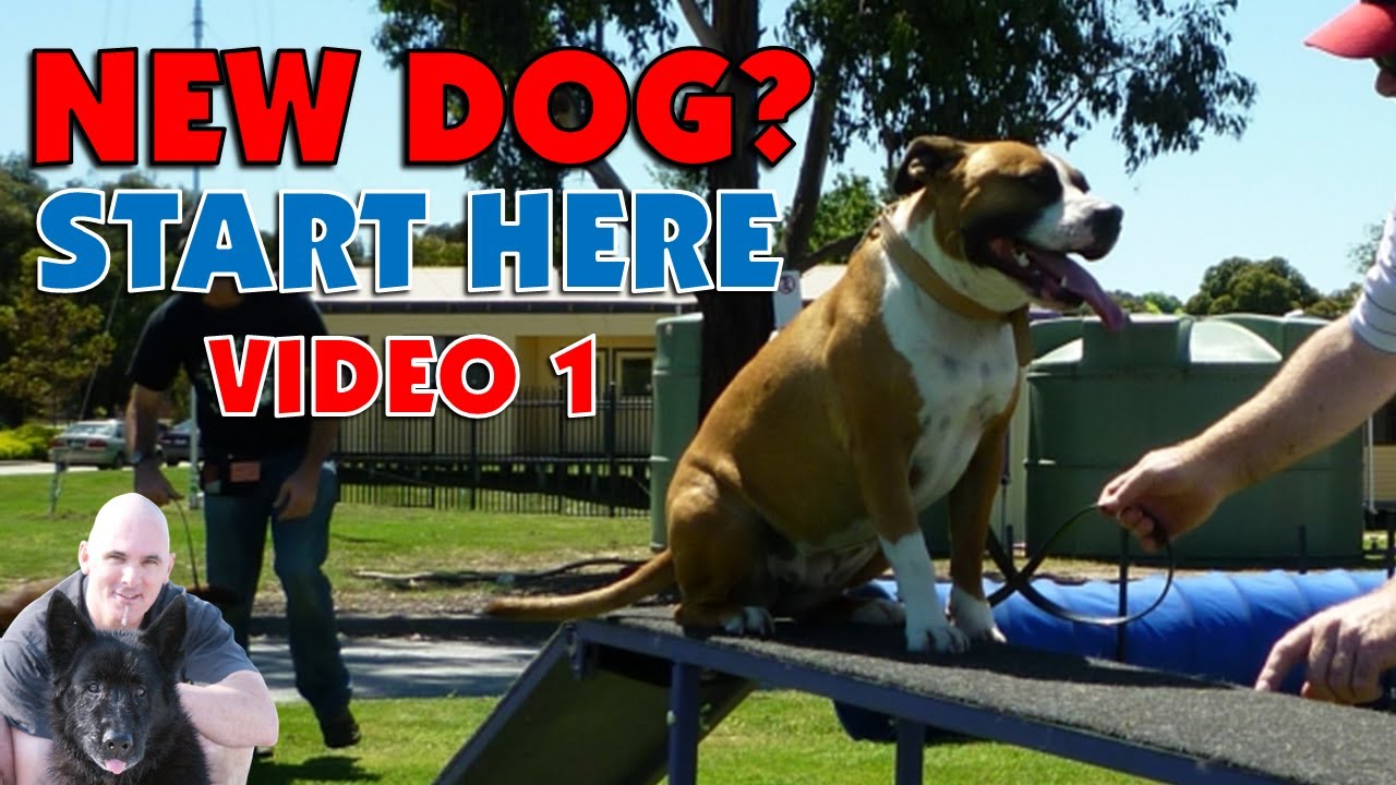 New Dog Owner Tips VIDEO 1 | Make Your Dog Match Your Lifestyle With ...