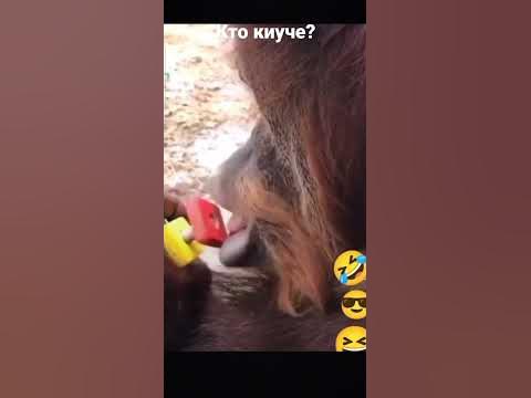 кто круче. обезьяна или Маскка. Напишите в комментариях Кто круче ...