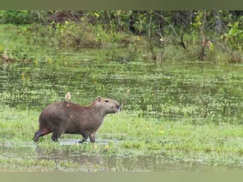 habitat de los chiguiros - YouTube